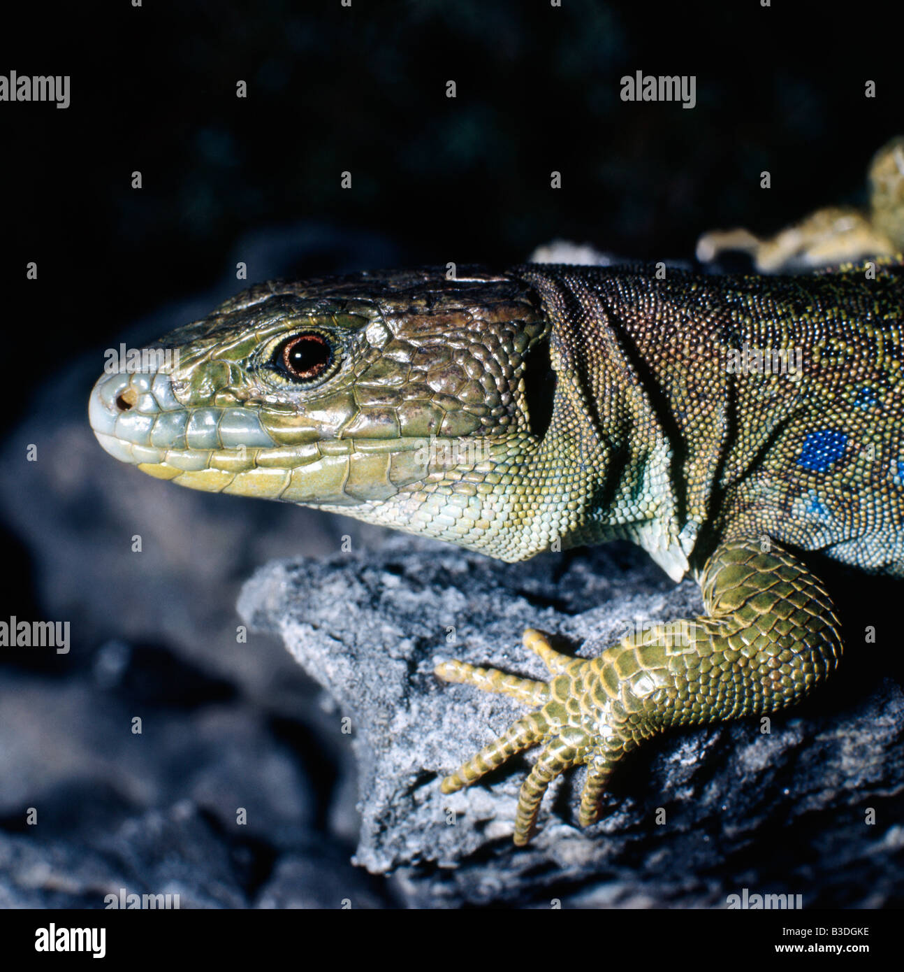 lezard ocelle Perleidechse Ocellated Lizard Ocellated Green Lizard Eyed ...