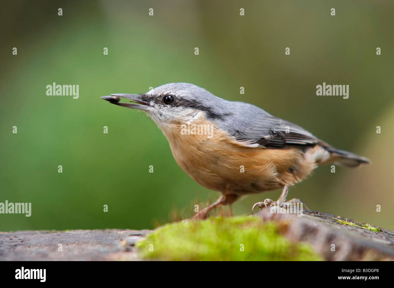 nuthack with grain in the little beak Stock Photo - Alamy