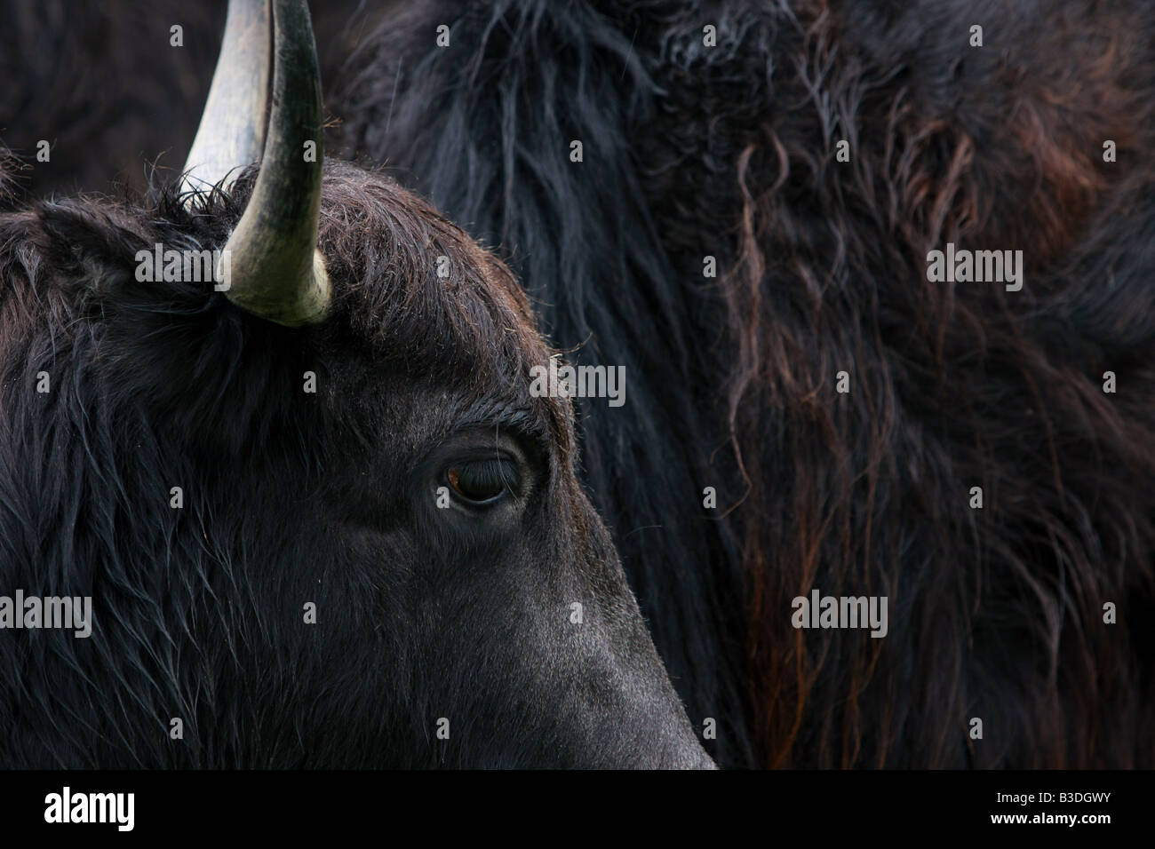 Tibetan calendar hi-res stock photography and images - Alamy