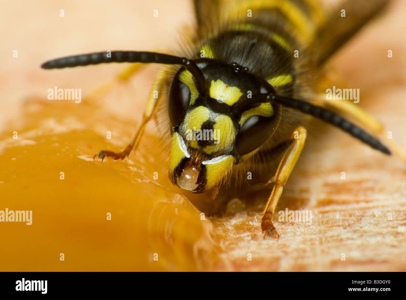 Wasp bite hi-res stock photography and images - Alamy