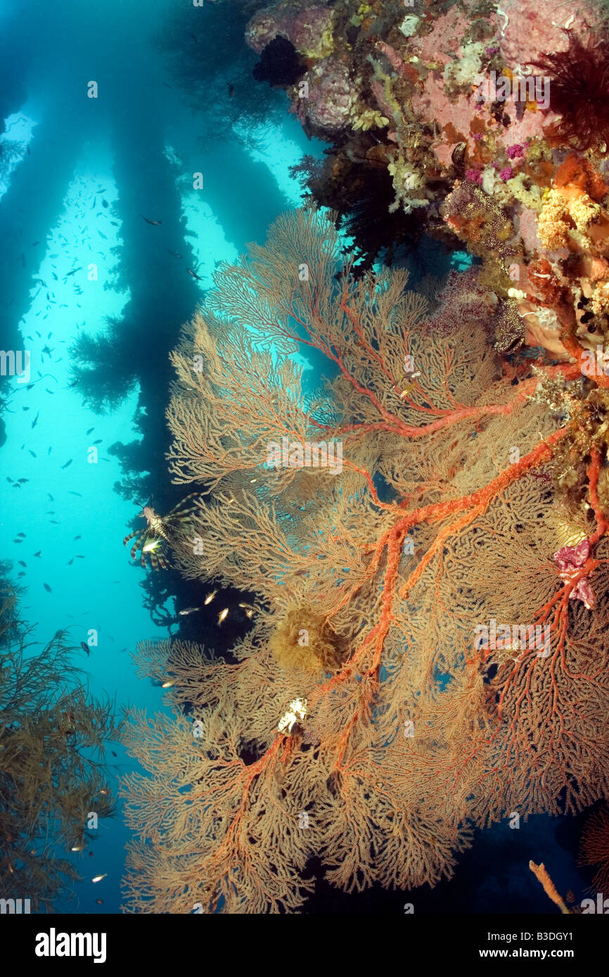 Colourful pier pillars covered in hard and soft coral and sponges under ...