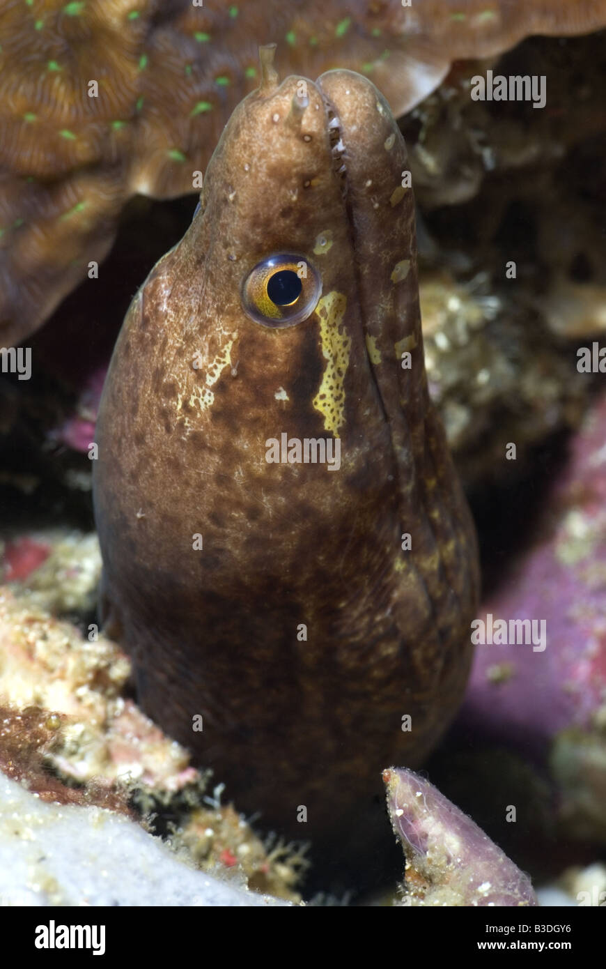 Barred fin moray eel hi-res stock photography and images - Alamy