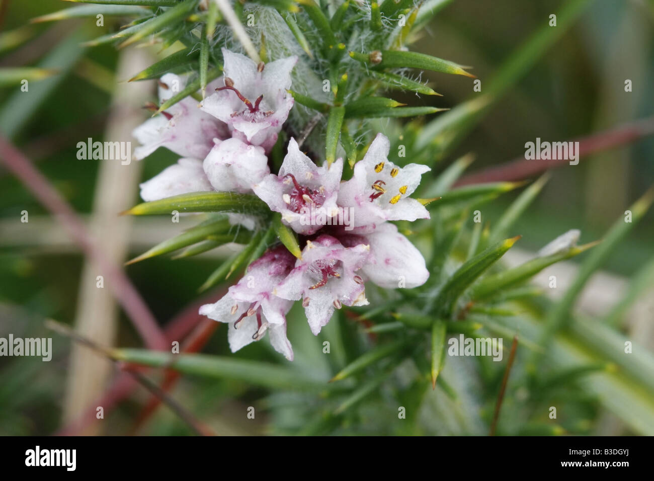Close-up of Common Dodder, cuscuta epithymum, growing on gorse Stock ...