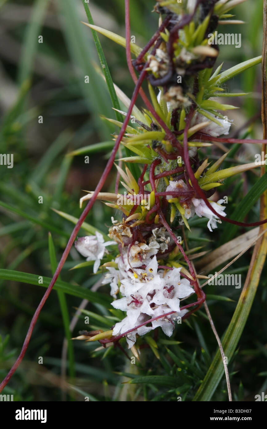 Close-up of Common Dodder, cuscuta epithymum, growing on gorse Stock ...