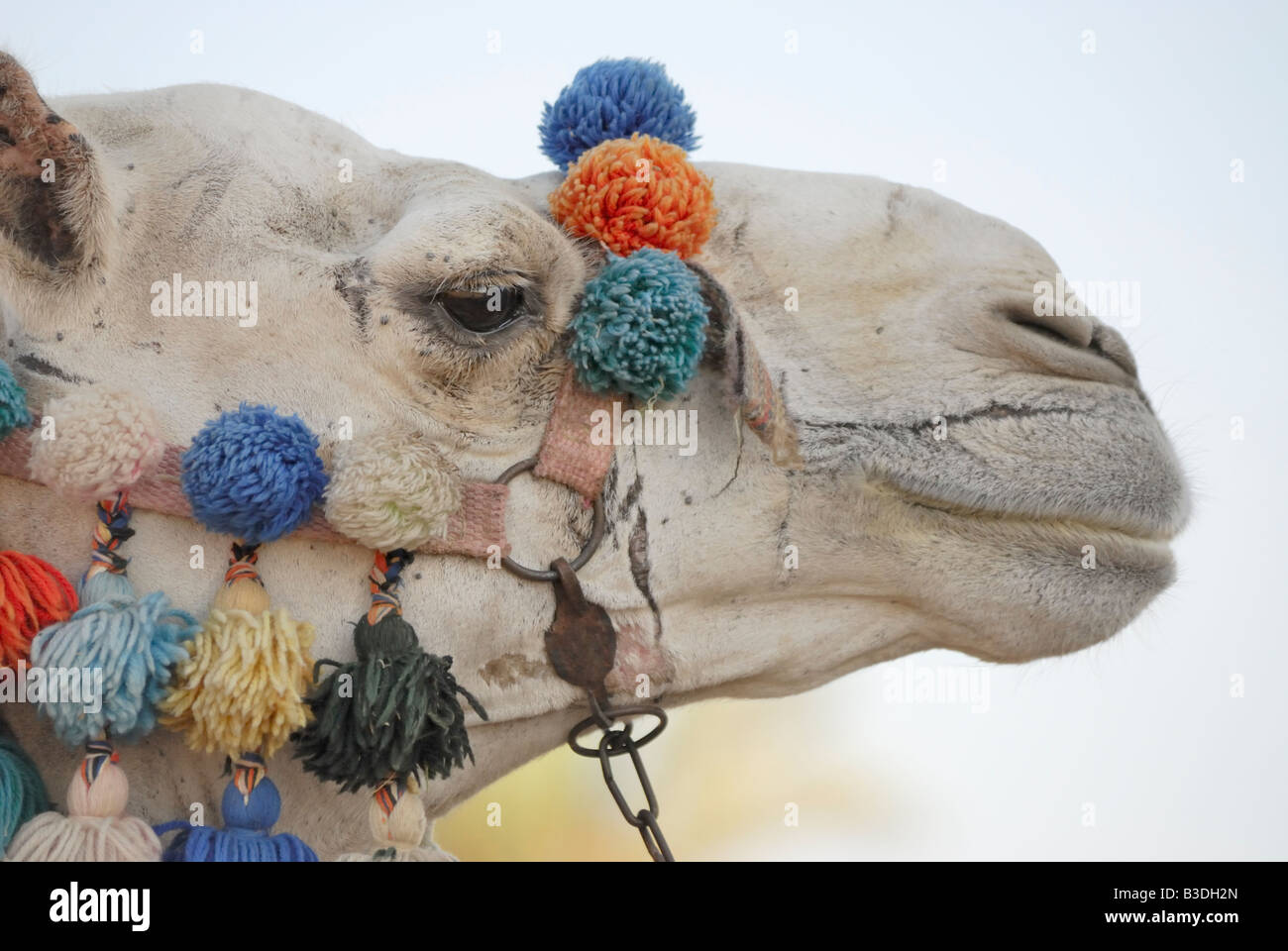 Head of camel Stock Photo - Alamy