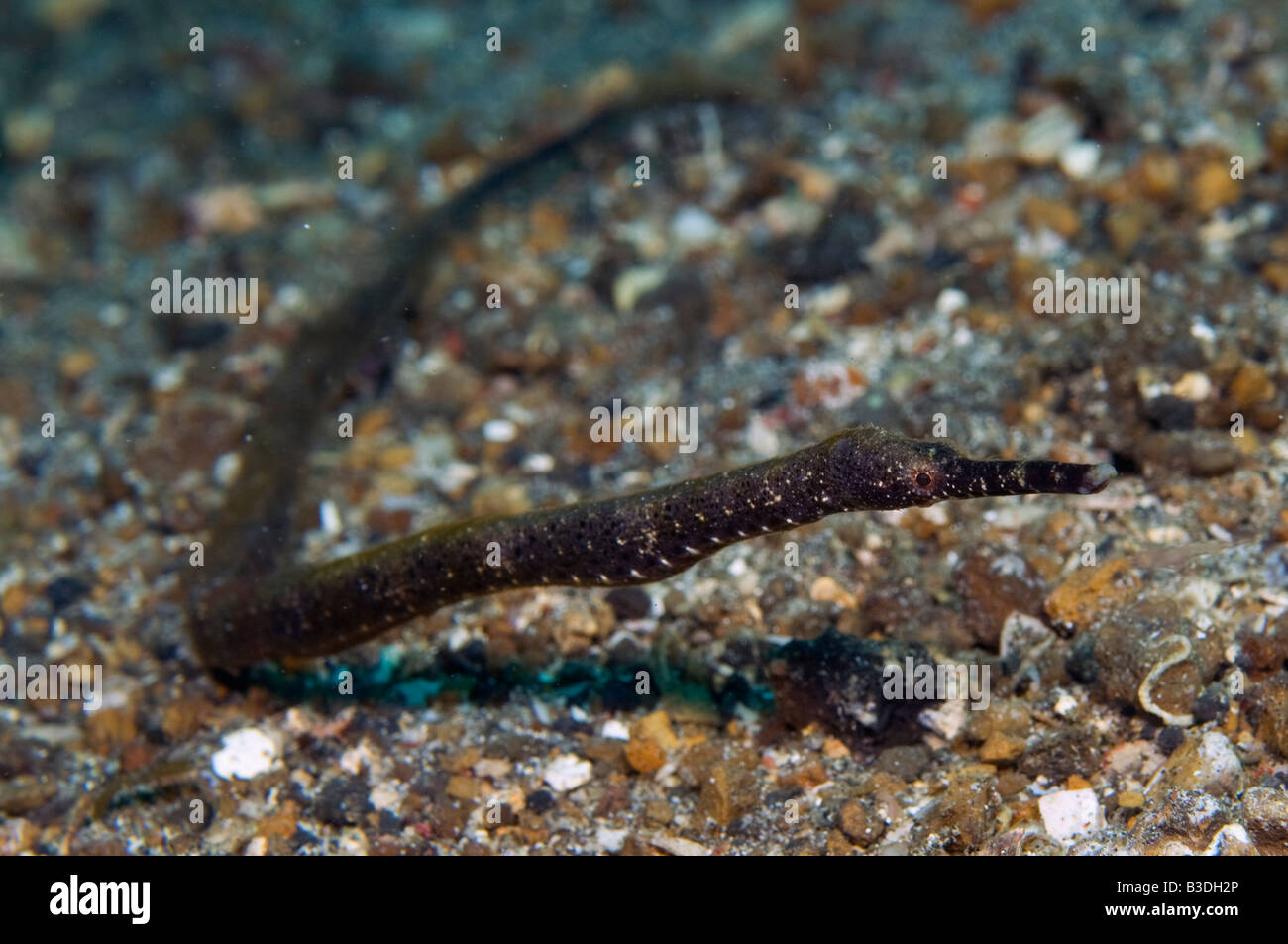 Pipefish hi-res stock photography and images - Alamy