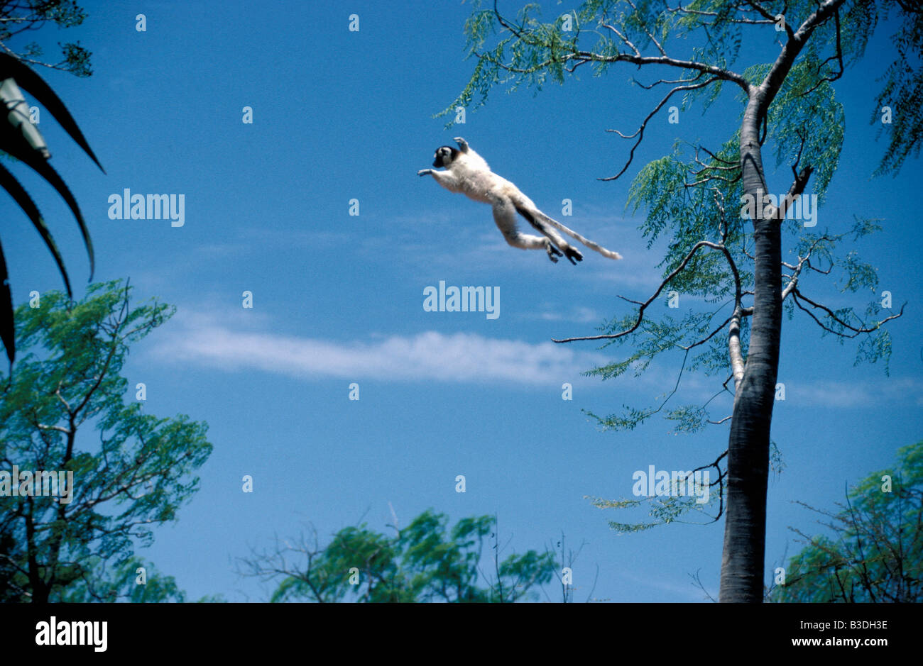 VERREAUXS SIFAKA MADAGASCAR PROPITHECUS V VERREAUXI le propitheque de ...