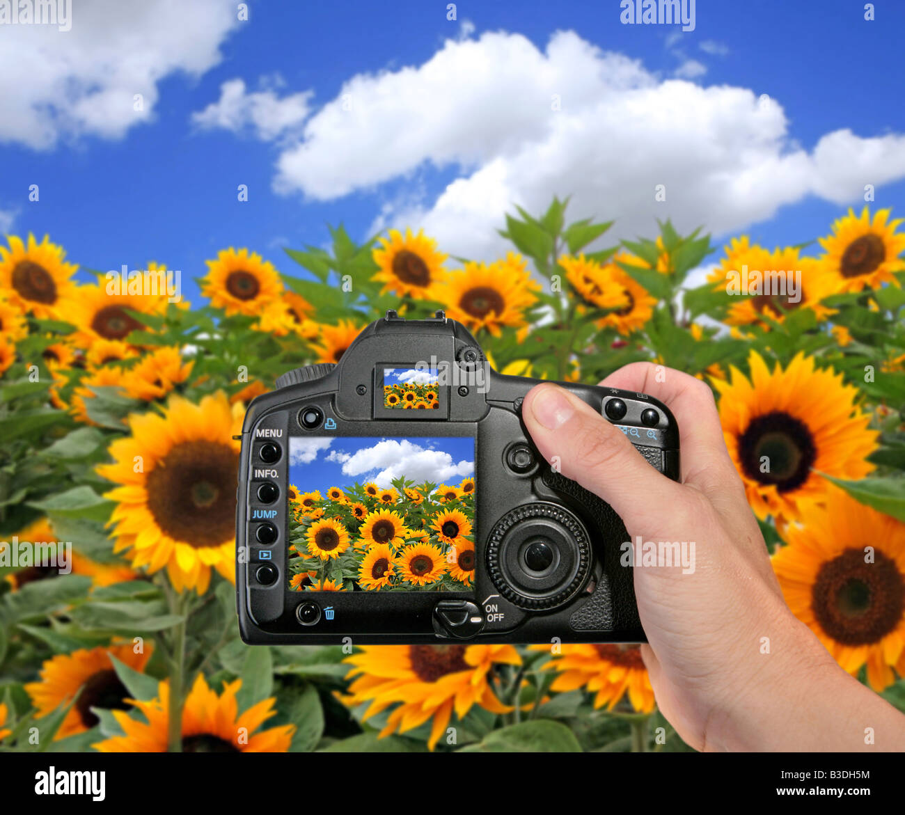 DSLR Camera Taking a Photograph of a Sunflower Field on a Sunny Day ...