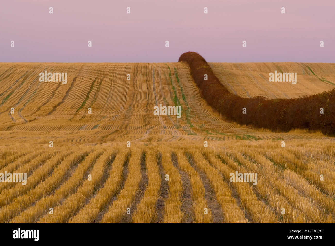 Hedgerow in a prairie field Stock Photo - Alamy