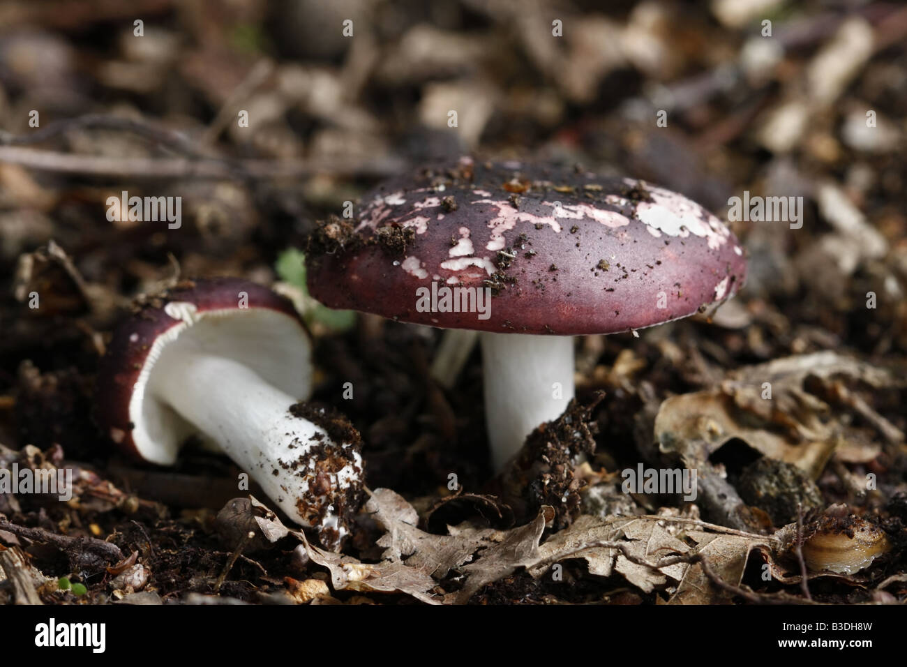 Pair of Purple brittlegill, russula atropurpurea Stock Photo - Alamy