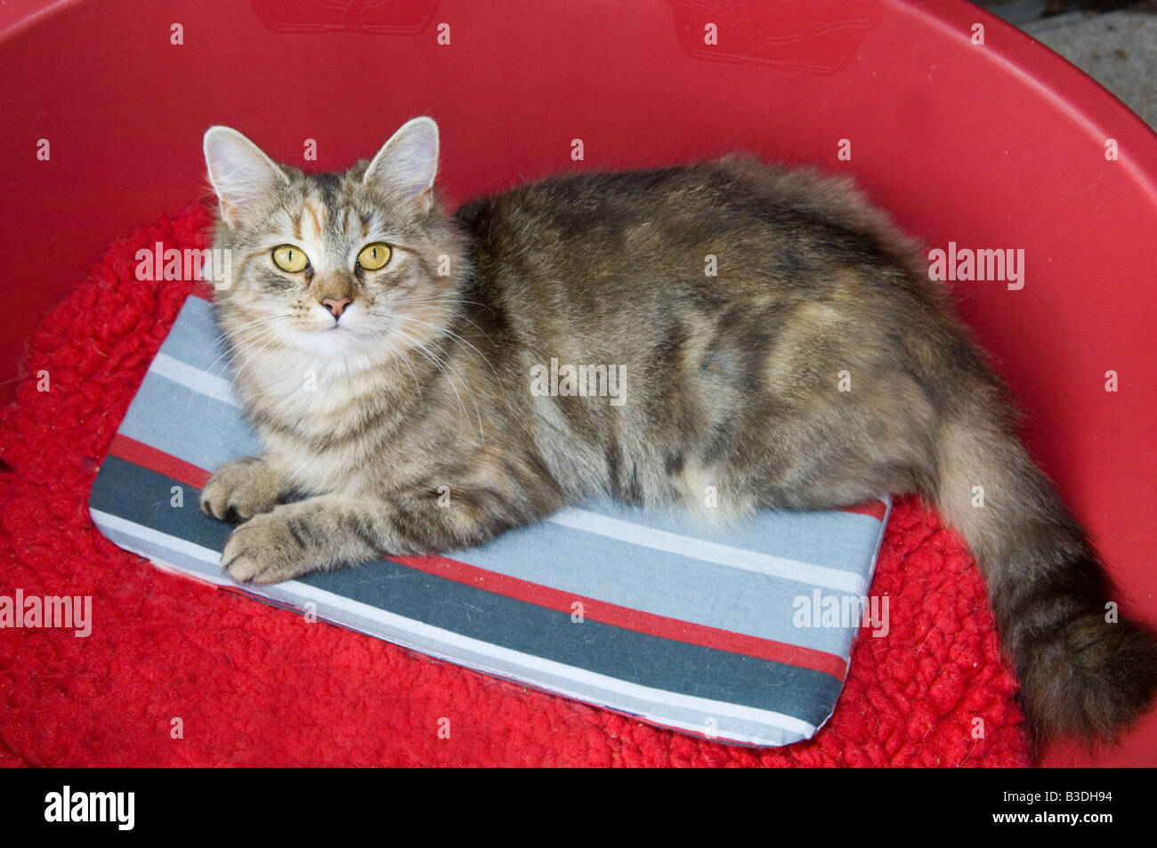 Cat in red basket Stock Photo - Alamy