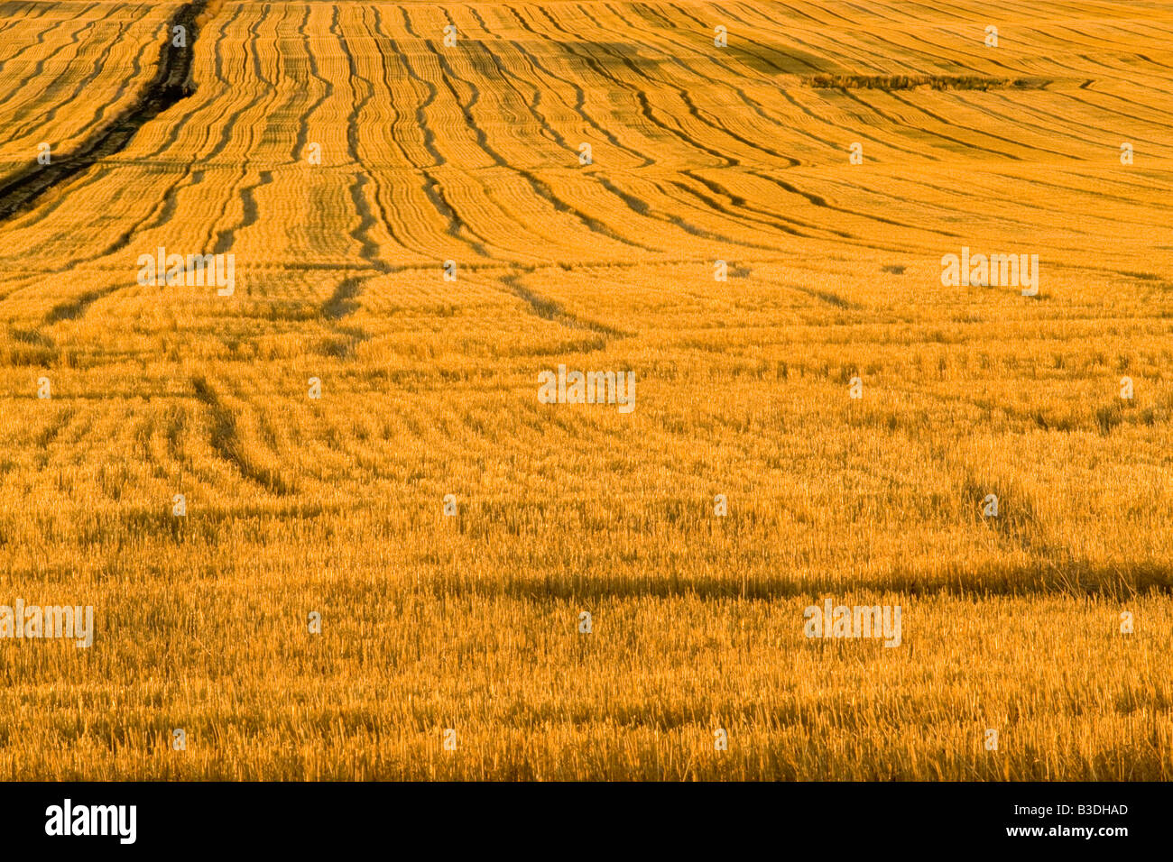 A prairie wheat field Stock Photo - Alamy