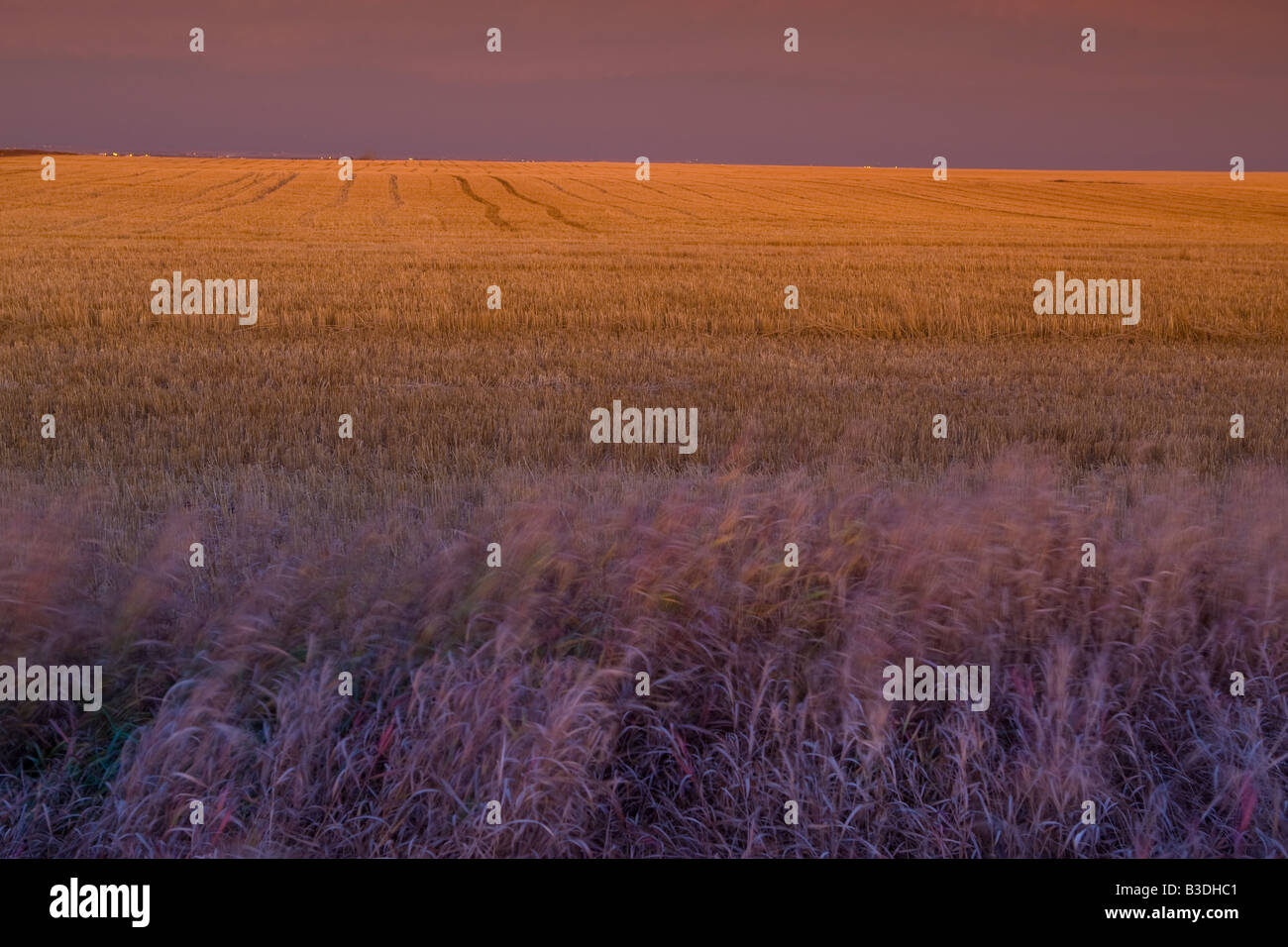 A prairie wheat field Stock Photo - Alamy