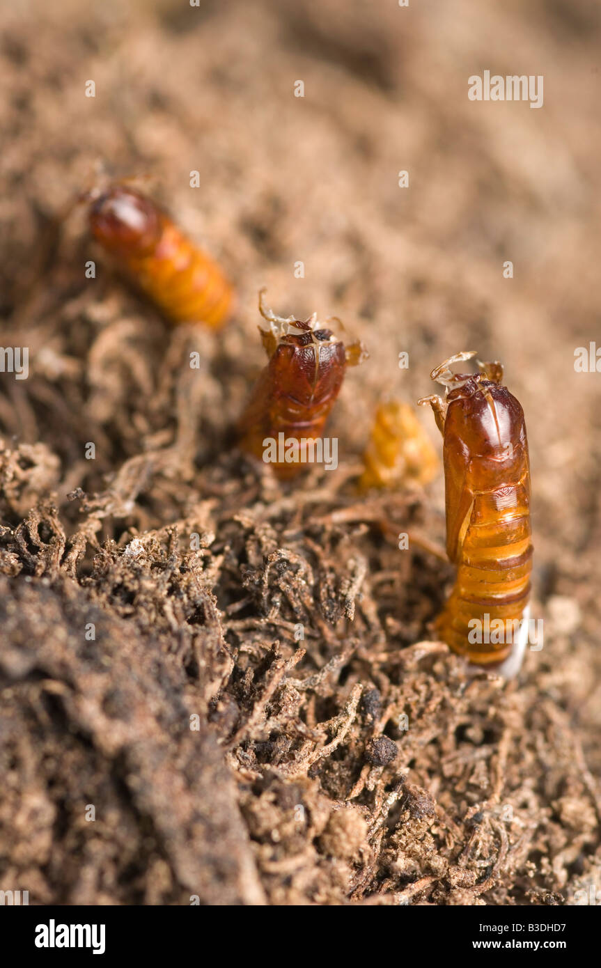 Australian moth pupae Stock Photo - Alamy