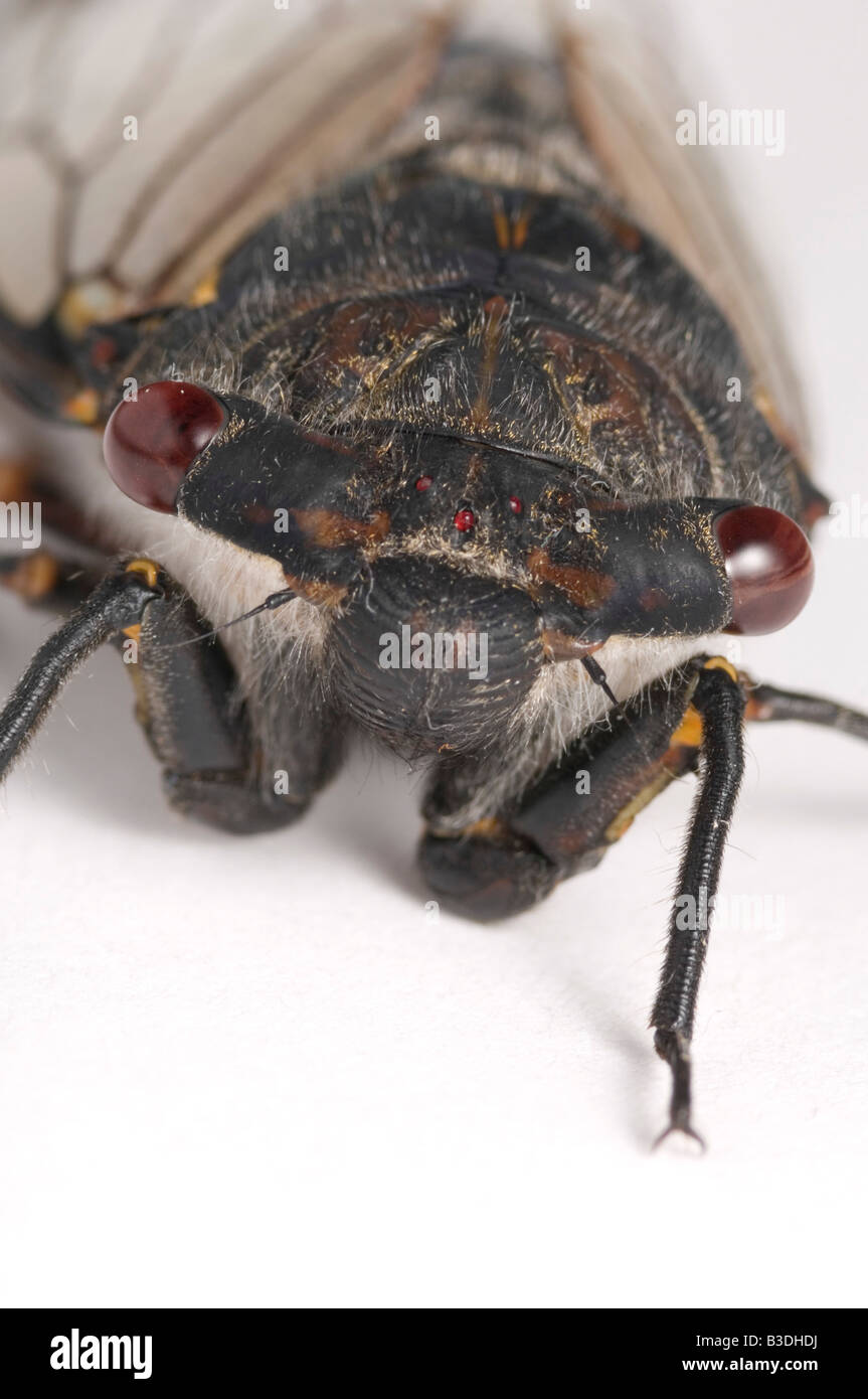 Australian redeye black cicada Stock Photo - Alamy