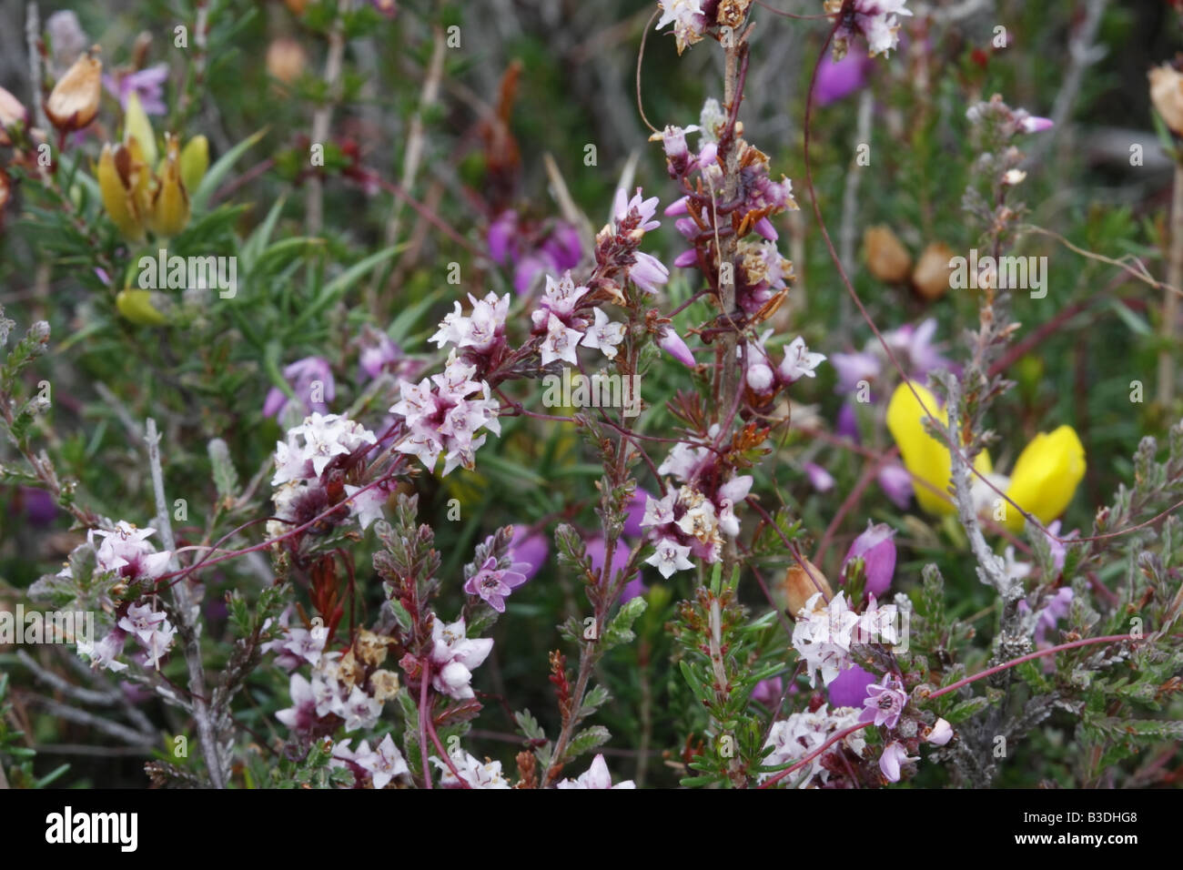 Cuscuta epithymum hi-res stock photography and images - Alamy