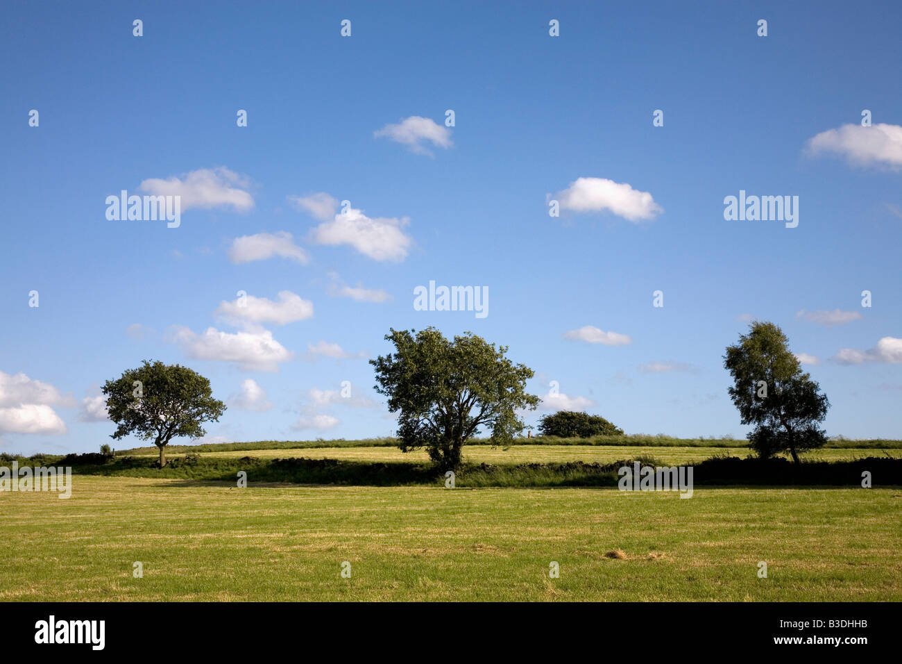 Trees and corn fields June 2008 Stock Photo - Alamy