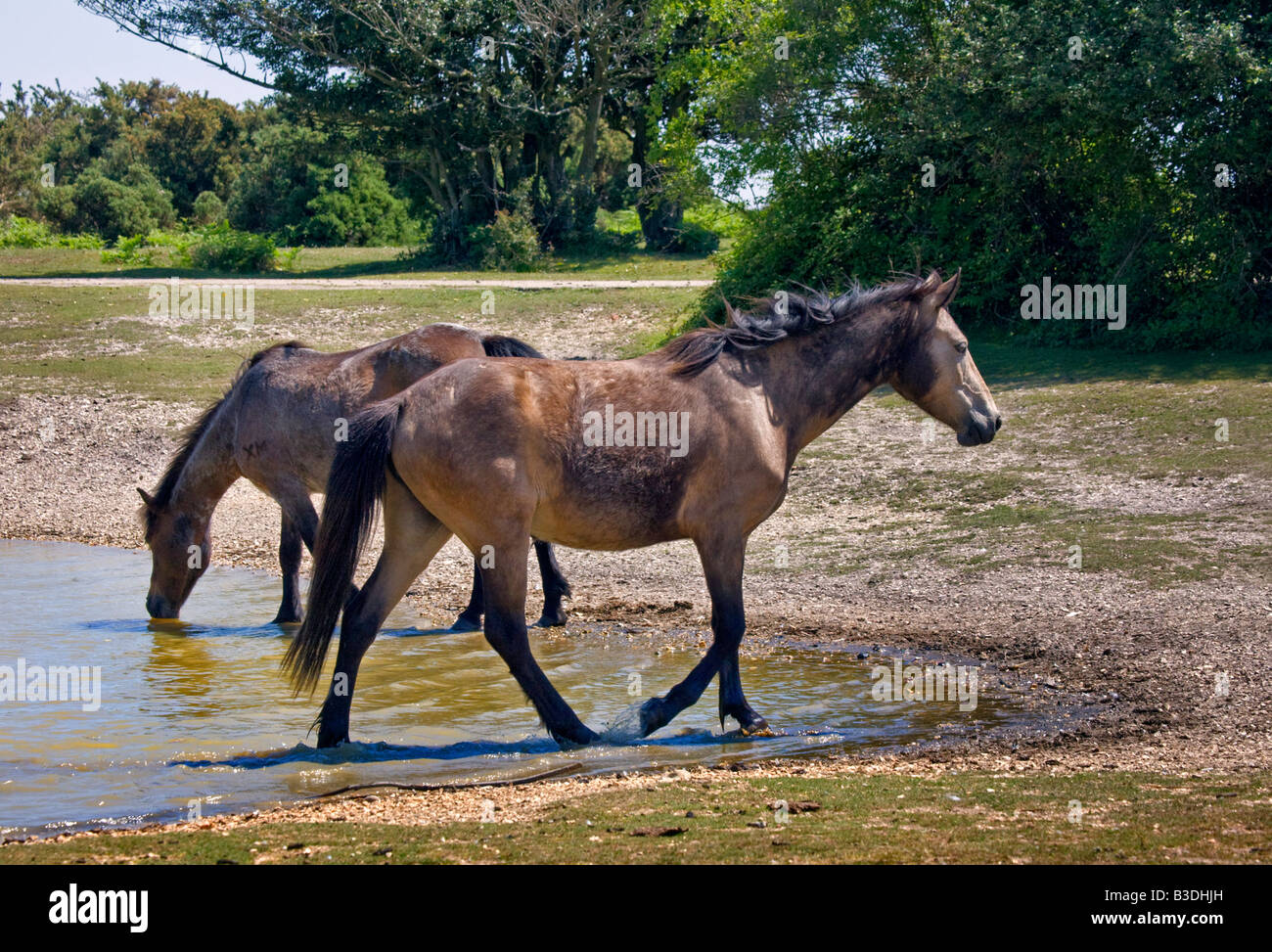 Ponies in pool hi-res stock photography and images - Alamy