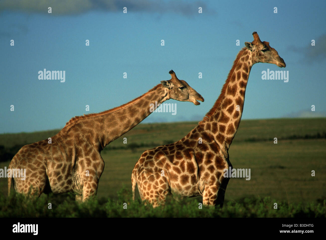Zwei Kap Giraffen Mpongo Park Suedafrika Afrika Stock Photo - Alamy