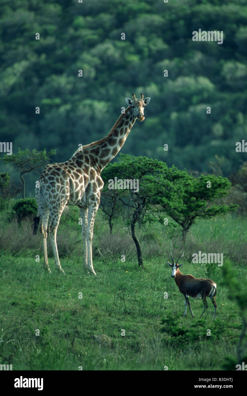 Kap Giraffe und Buntbock Giraffe and Buntebok Mpongo Park Suedafrika ...