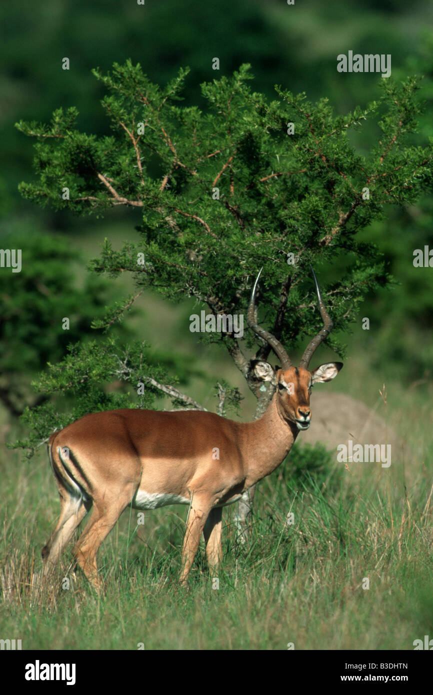 Impala Schwarzfersen Antilope Impala Mpongo Park Suedafrika Afrika ...
