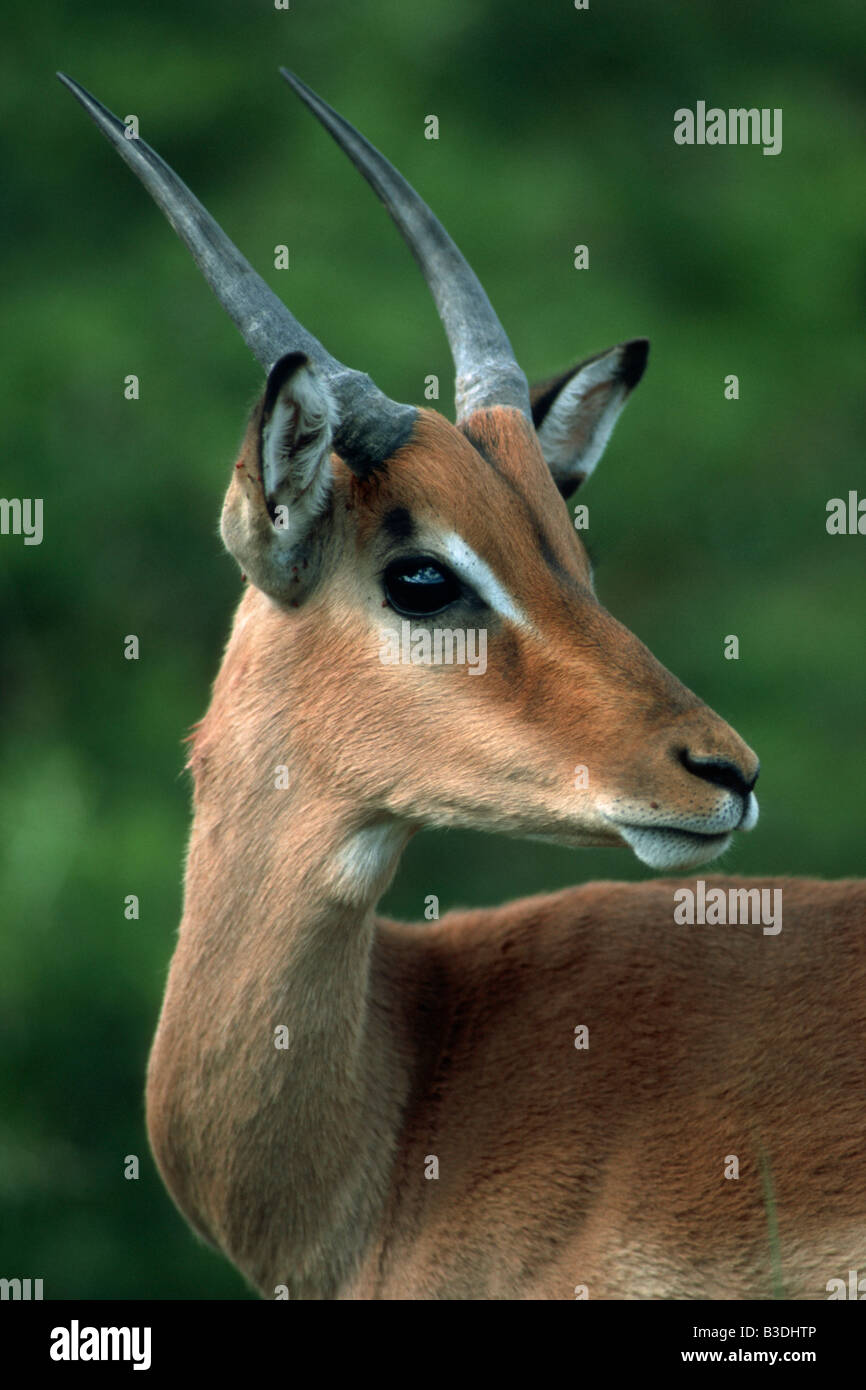 Impala Schwarzfersen Antilope Impala Mpongo Park Suedafrika Afrika ...