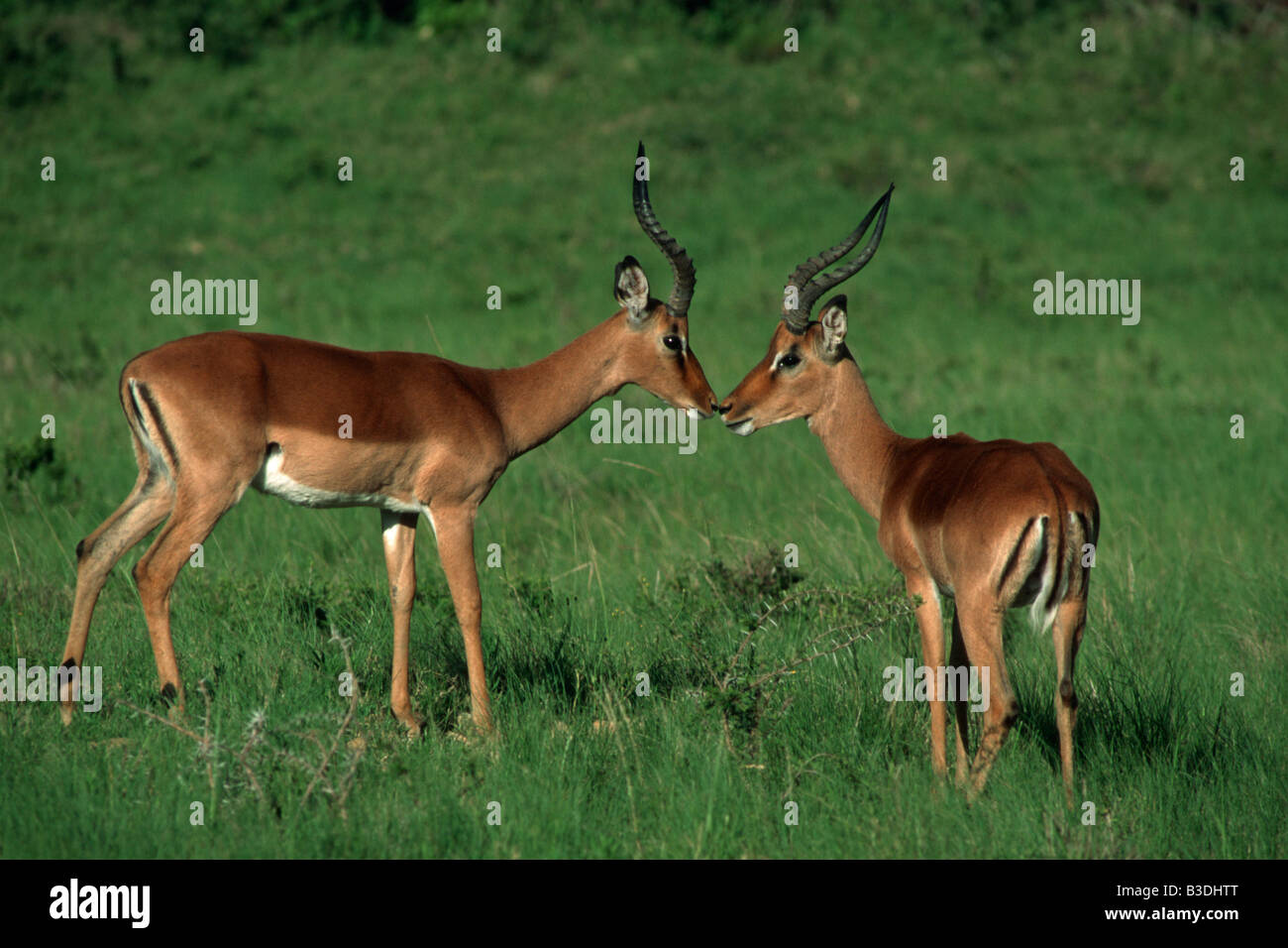 Zwei Impalas Schwarzfersen Antilopen Mpongo Park Suedafrika Afrika ...
