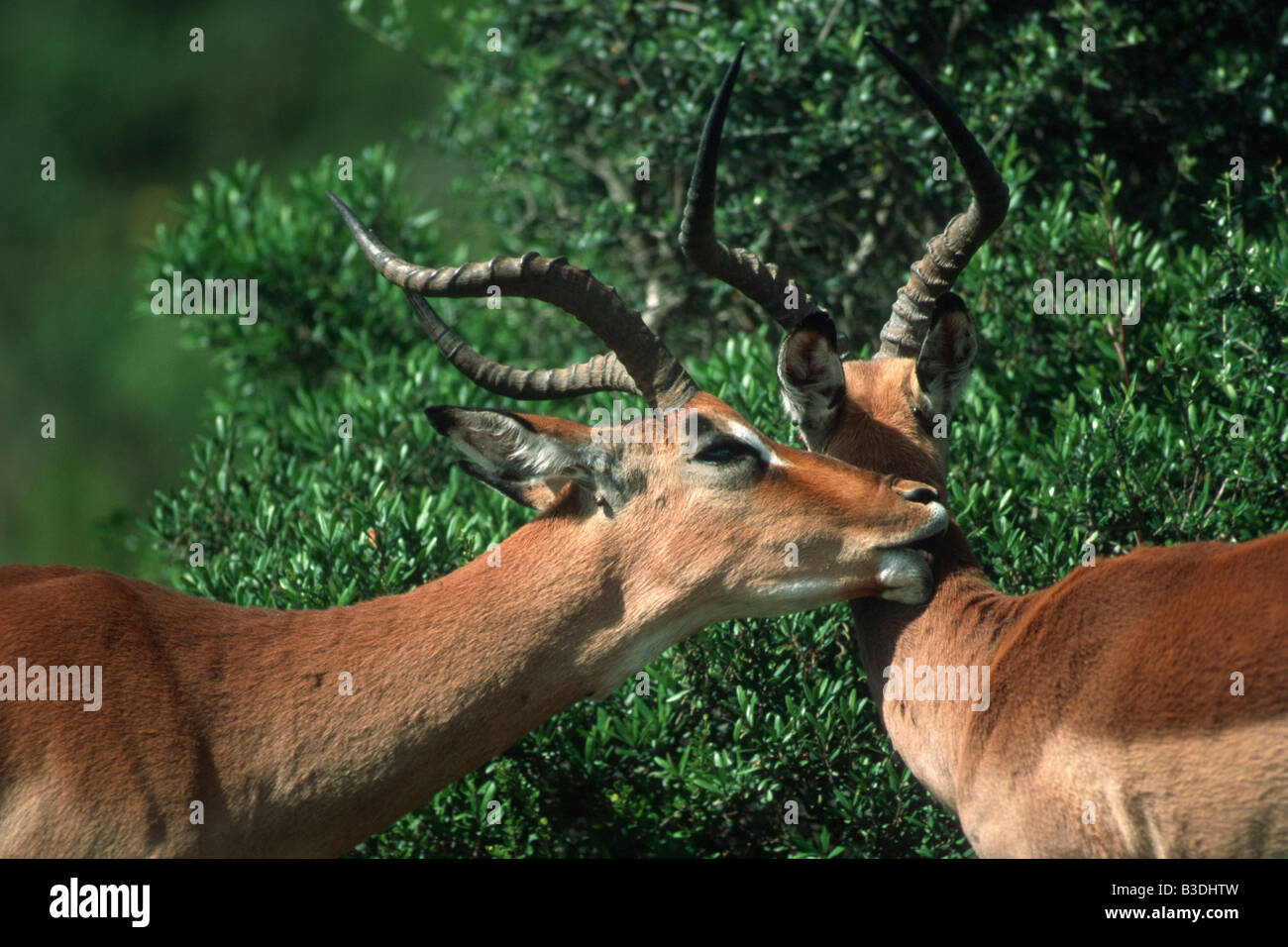 Zwei Impalas Schwarzfersen Antilopen Mpongo Park Suedafrika Afrika ...