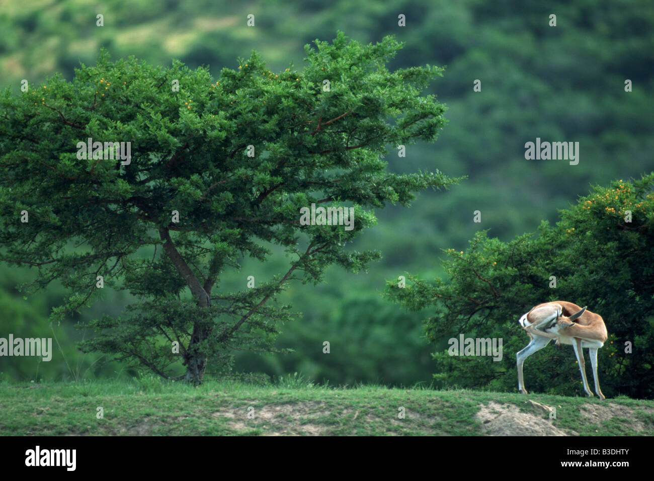 Springbock Mpongo Park Suedafrika Afrika Stock Photo - Alamy