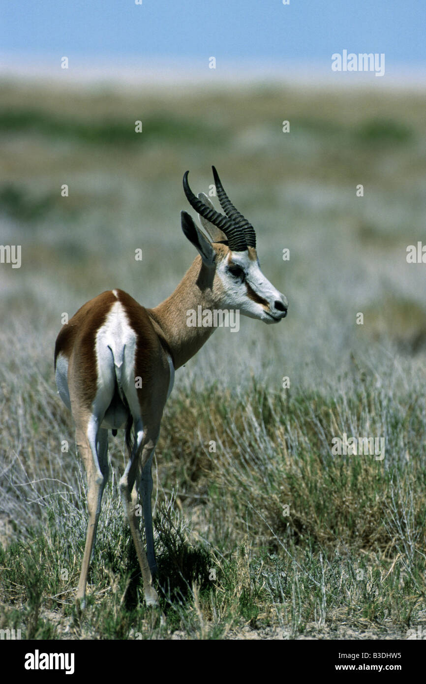 Springboecke hi-res stock photography and images - Alamy