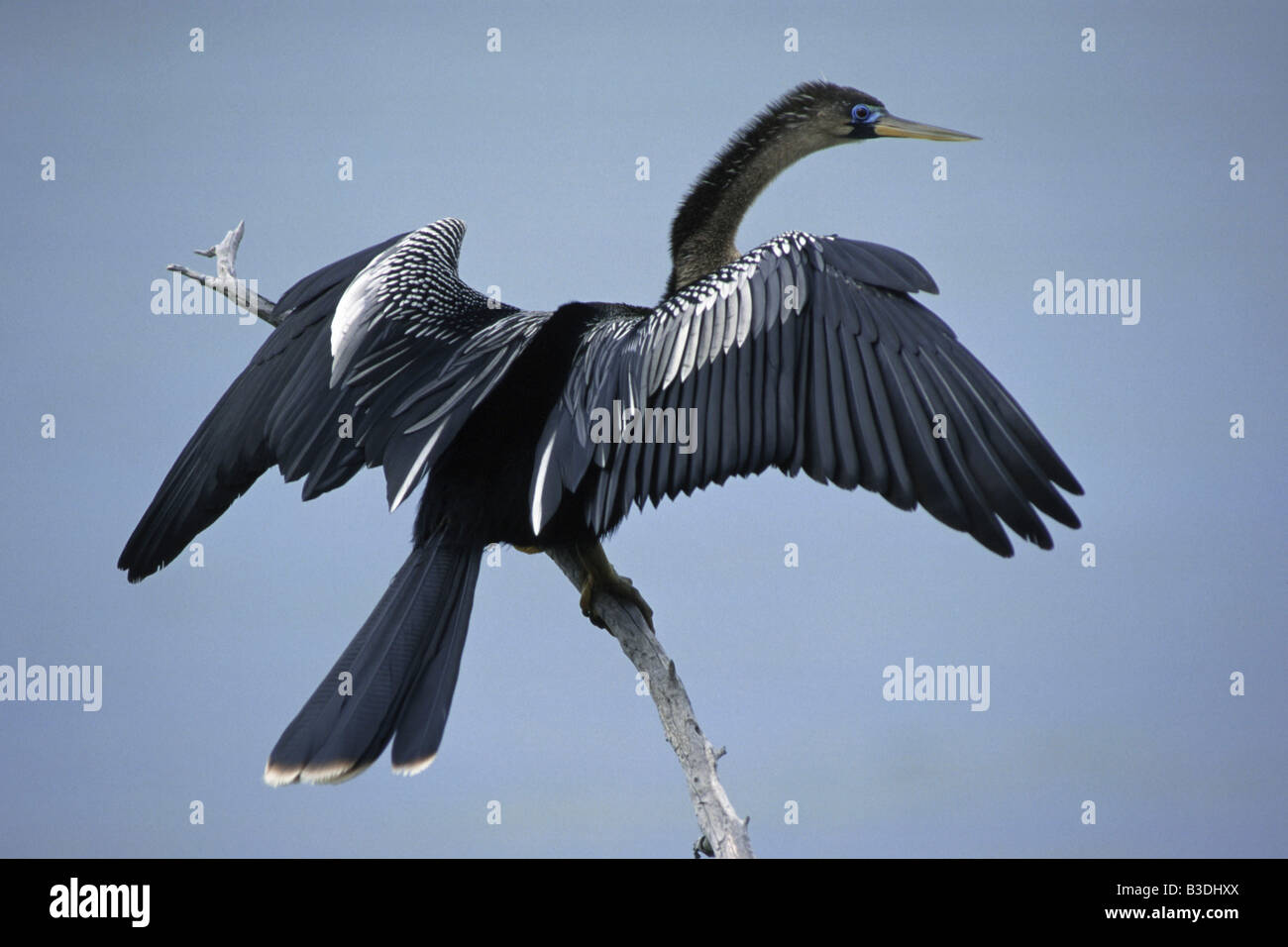 Australischer schlangenhalsvogel hi-res stock photography and images ...