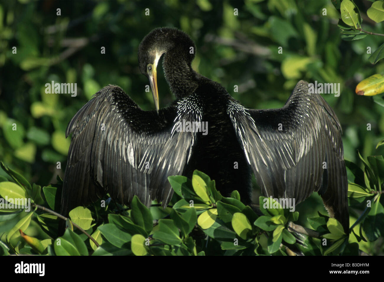 Australischer schlangenhalsvogel hi-res stock photography and images ...