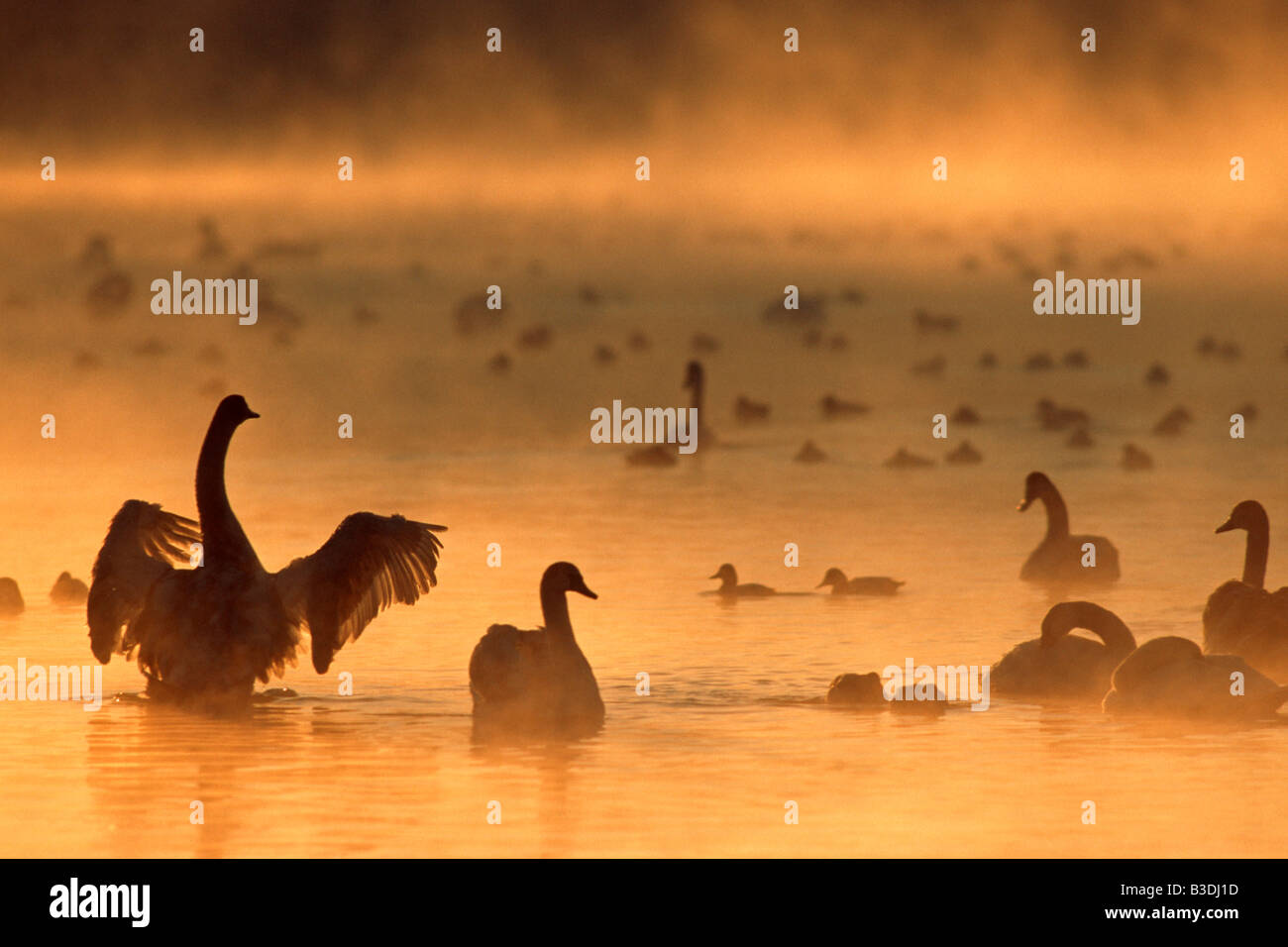 Badender hi-res stock photography and images - Alamy