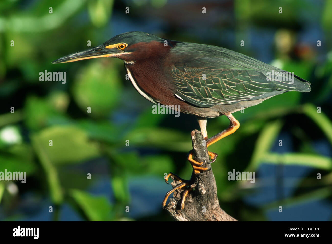 Greenbacked Heron Butorides Striatus High Resolution Stock Photography ...