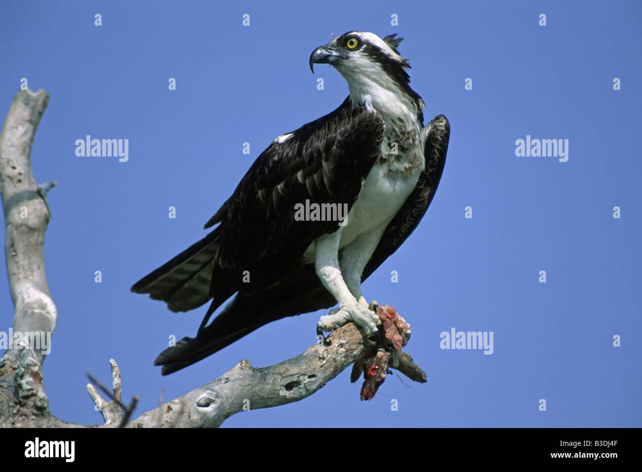 american osprey seahawk fish eagle Pandion haliaetus Fischadler mit ...