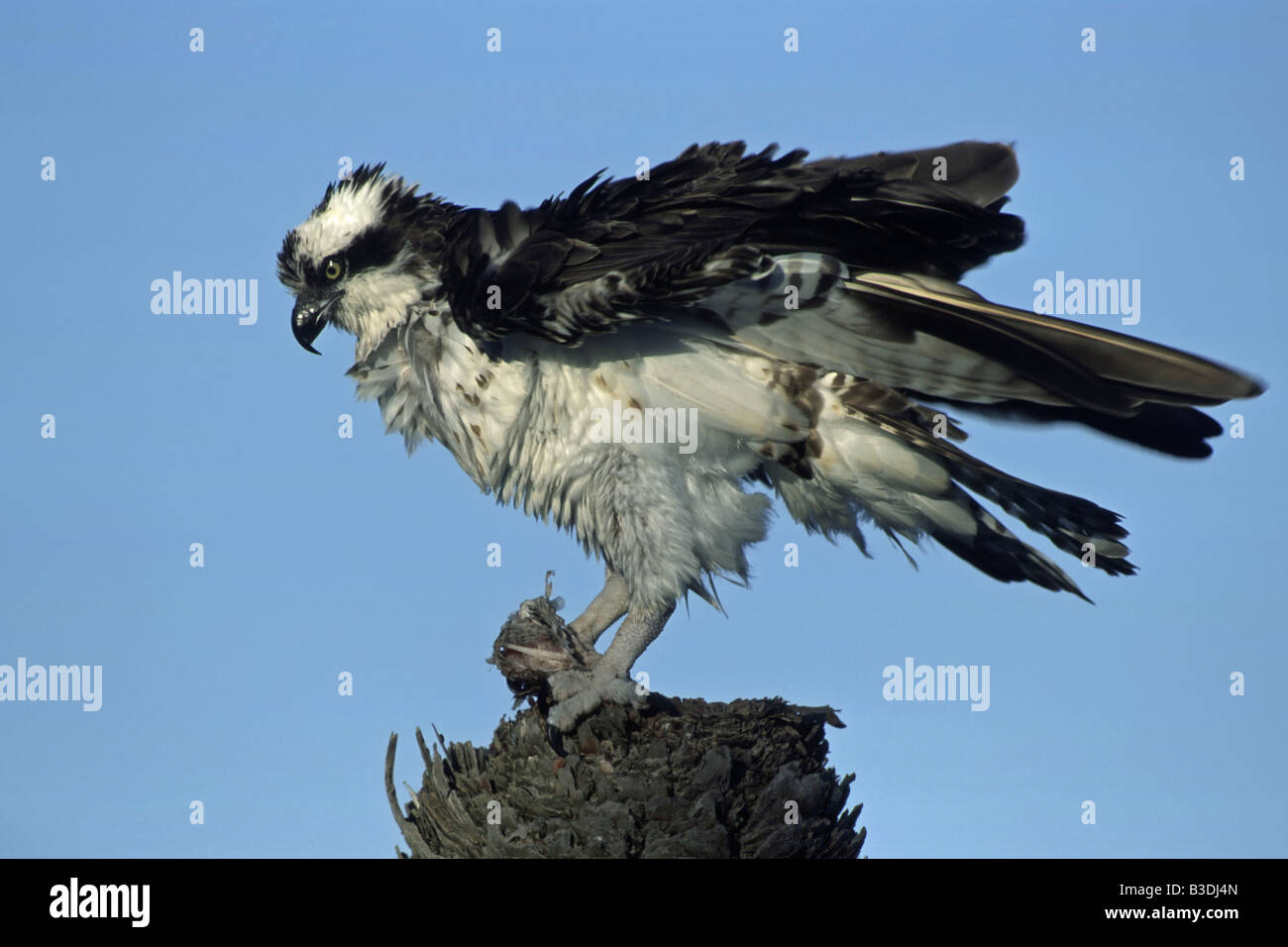 american osprey seahawk fish eagle Pandion haliaetus Fischadler mit ...