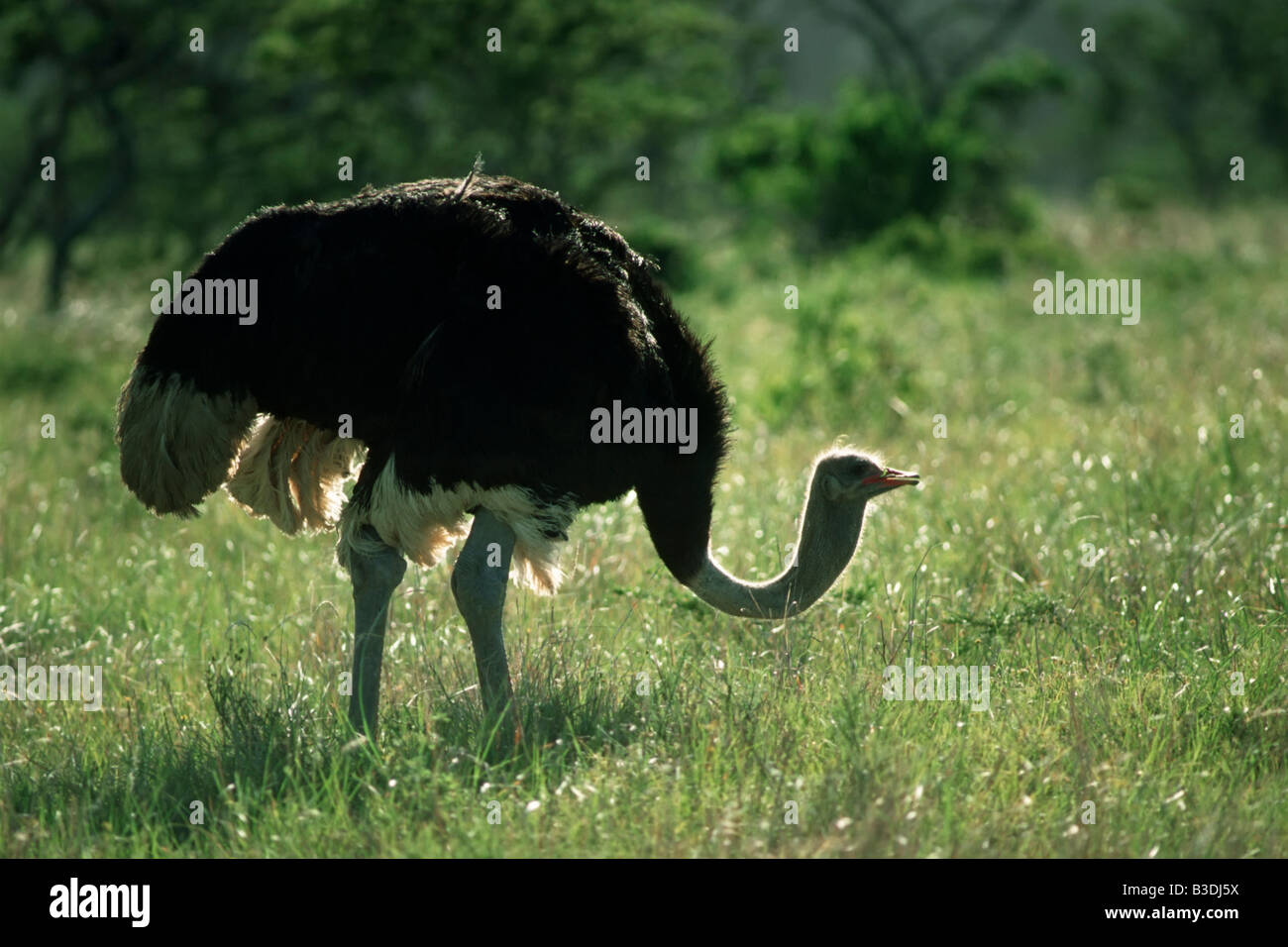 Strauss Ostrich Struthio camelus Mpongo Park Suedafrika Afrika Stock ...