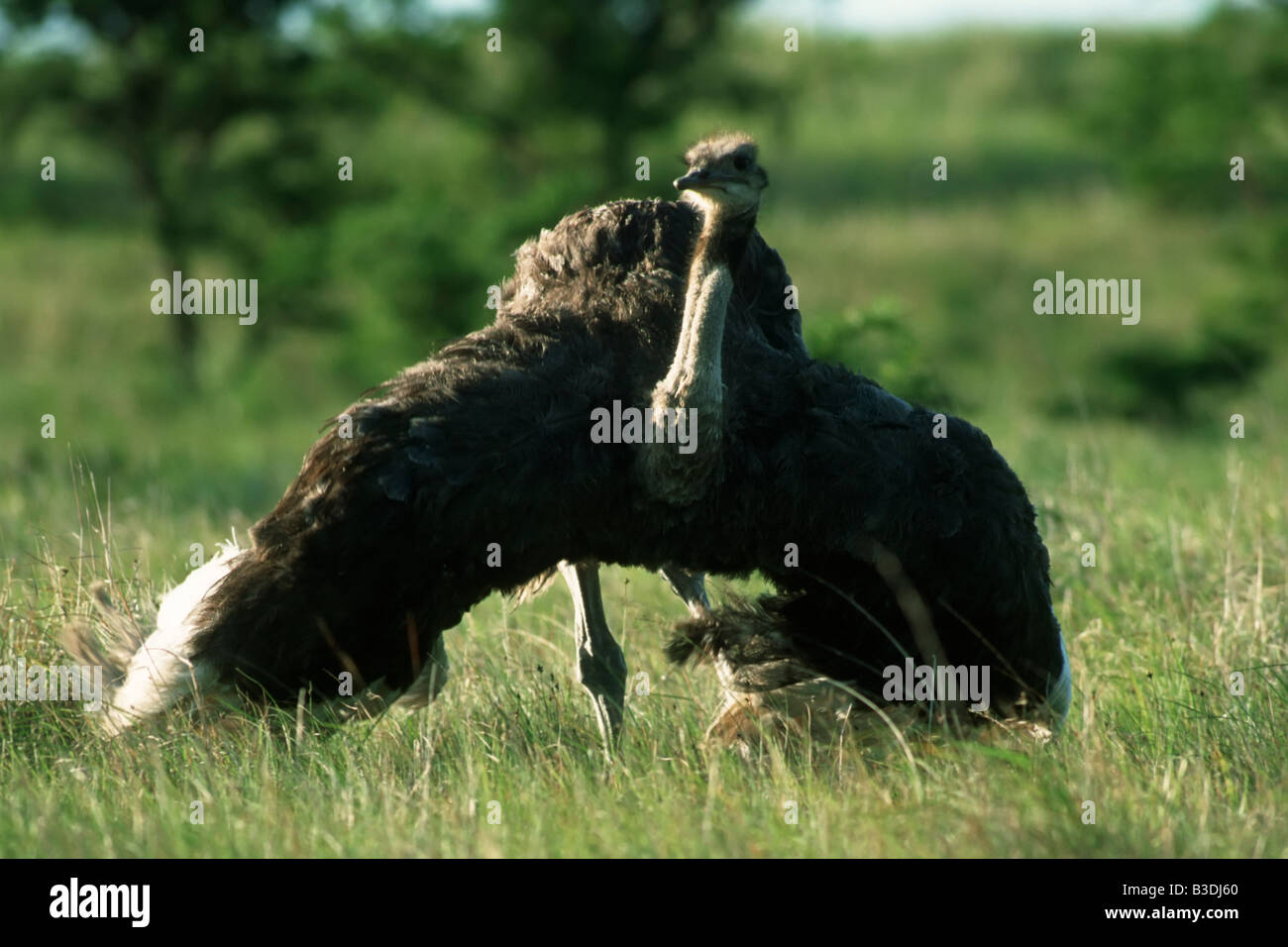 Strauss Ostrich Struthio camelus Mpongo Park Suedafrika Afrika Stock ...