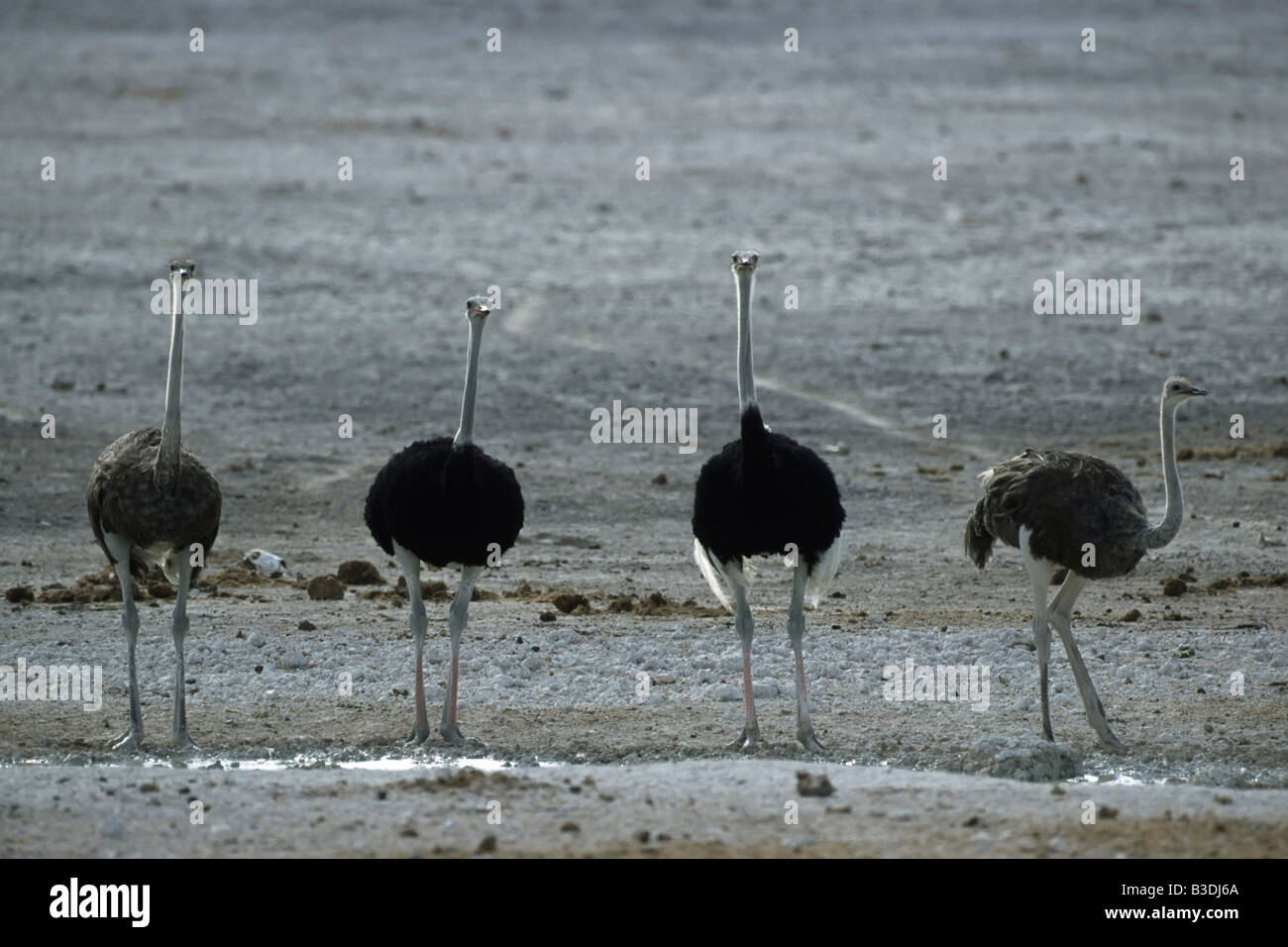 Vogel strauss hi-res stock photography and images - Alamy