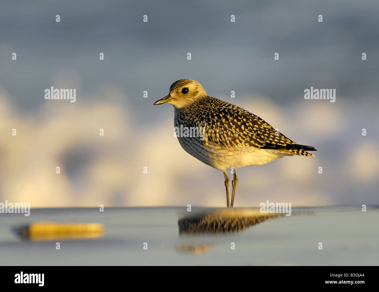 Golden plover pluvialis apricaria hi-res stock photography and images ...