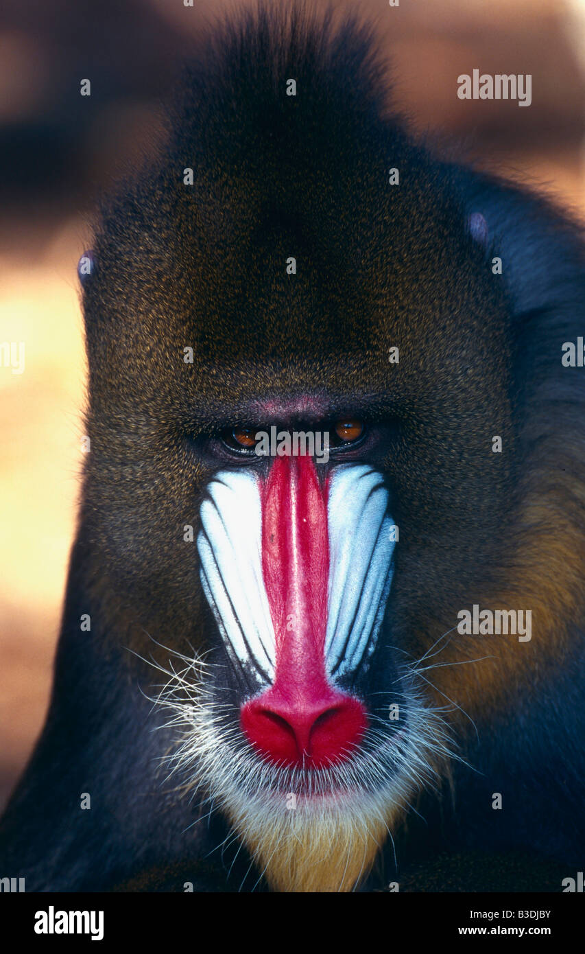 Mandrill affe hi-res stock photography and images - Alamy