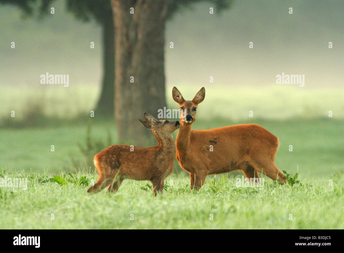 Eurasian Roe Deer Reh female with fawn germany Stock Photo - Alamy