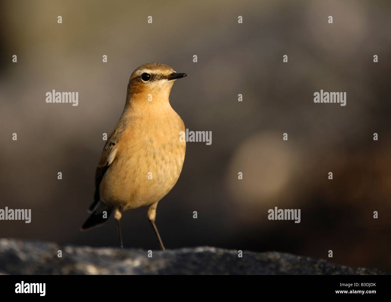 Steinschmaetzer Northern Wheatear Oenanthe oenanthe Stock Photo - Alamy
