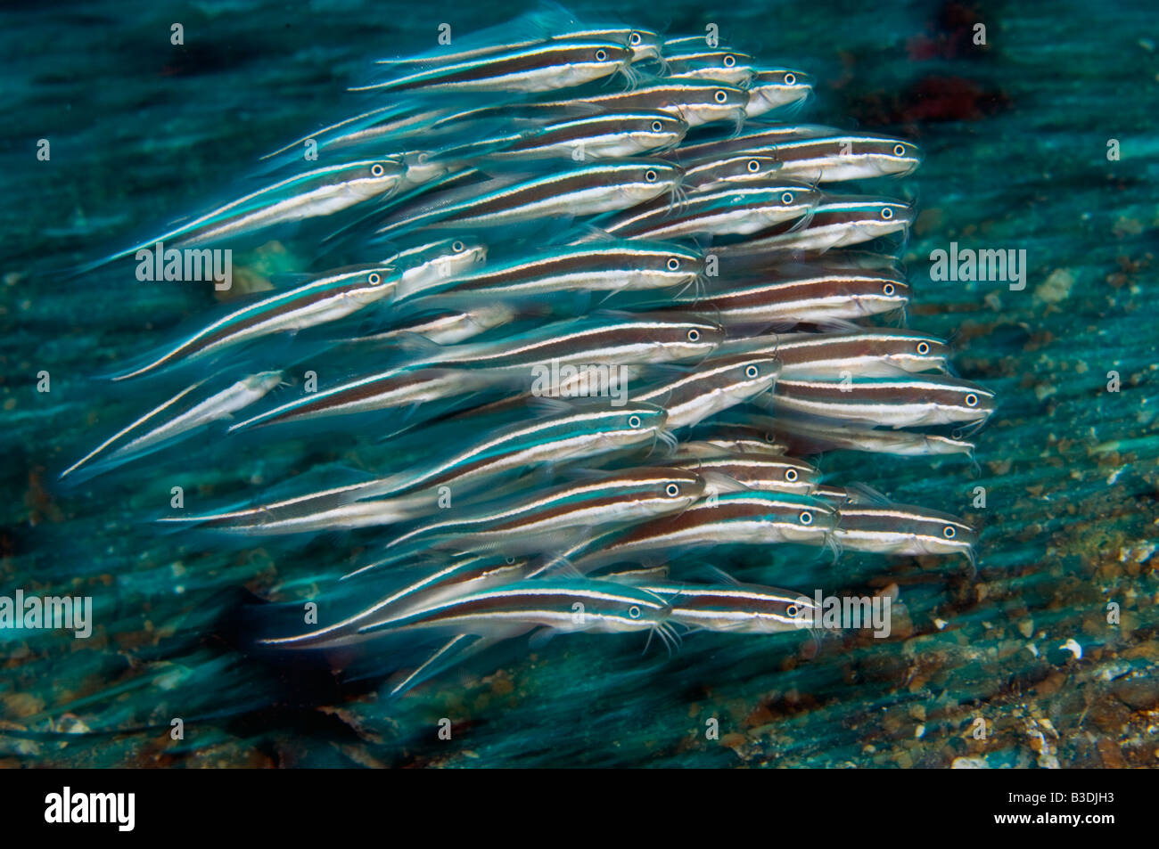 Striped Eel Catfish High Resolution Stock Photography and Images - Alamy