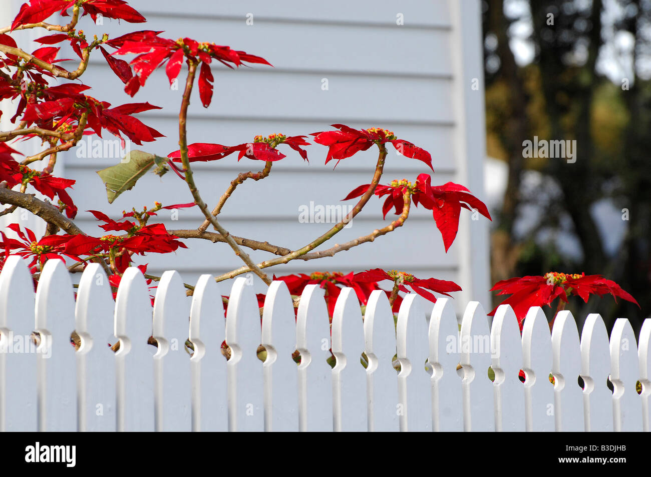 Japanese Red Leafed Maple and white picket fence Stock Photo - Alamy