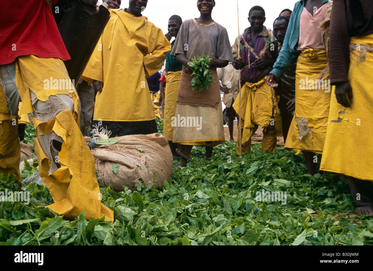 Workers at a tea plantation in Malawi Stock Photo - Alamy