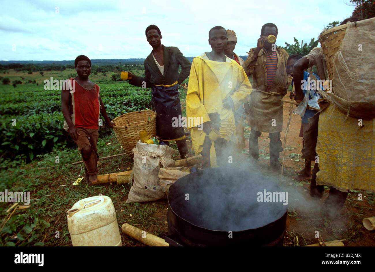 Workers at a tea plantation in Malawi Stock Photo - Alamy