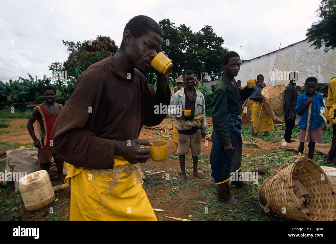 Workers at a tea plantation in Malawi Stock Photo - Alamy