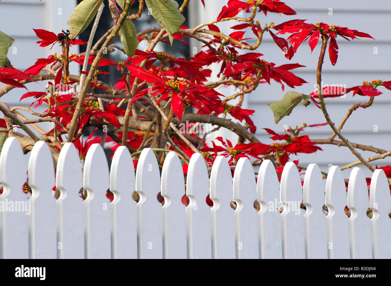 Japanese Red Leafed Maple and white picket fence Stock Photo - Alamy