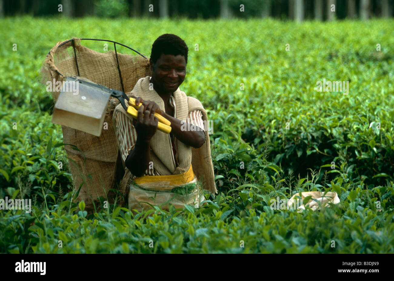 Man working at a tea plantation in Malawi Stock Photo - Alamy